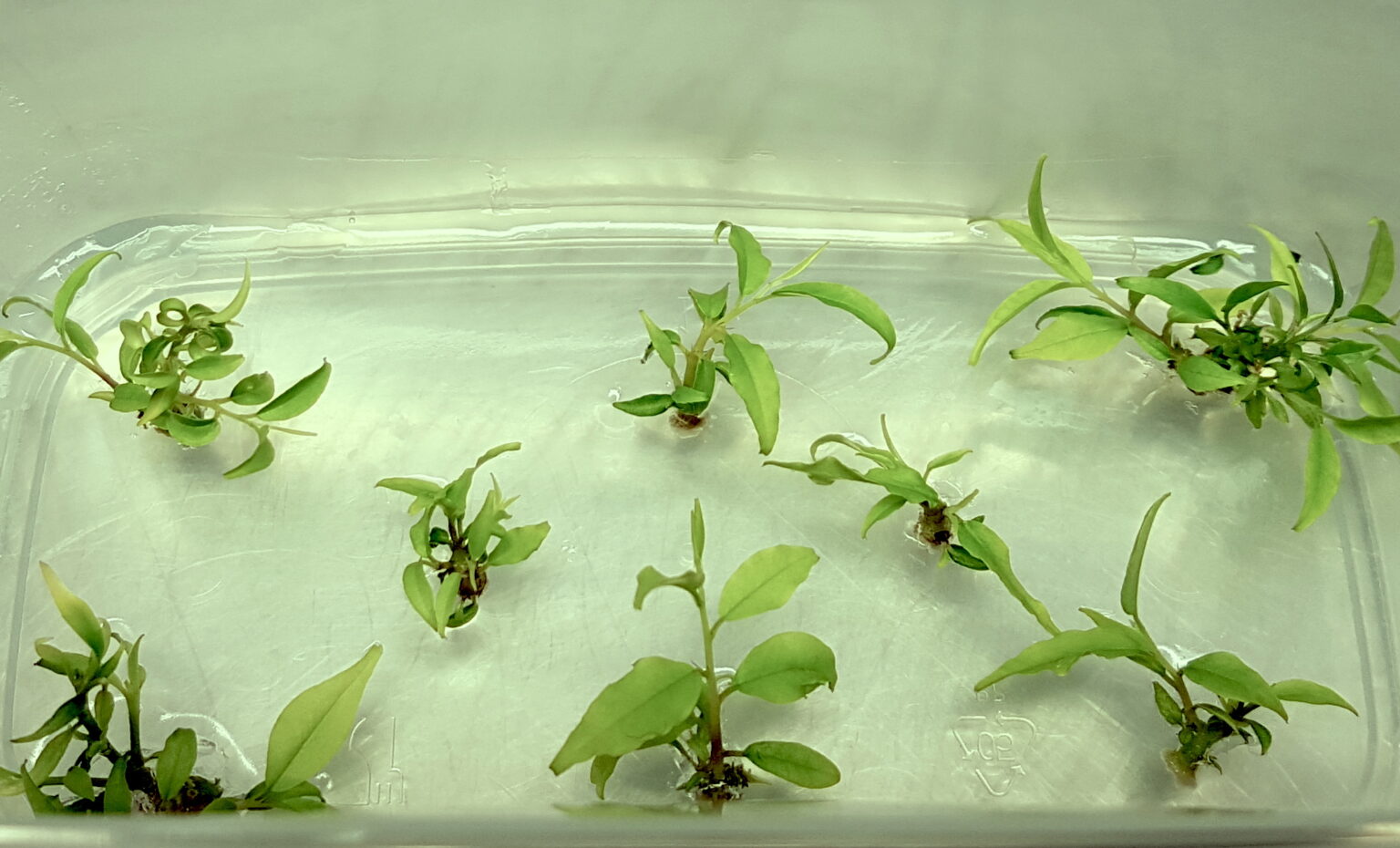 Research & Development – Alkion BioInnovations